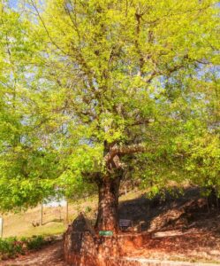 Quercus sp. - Carvalhos | Biologia da Paisagem