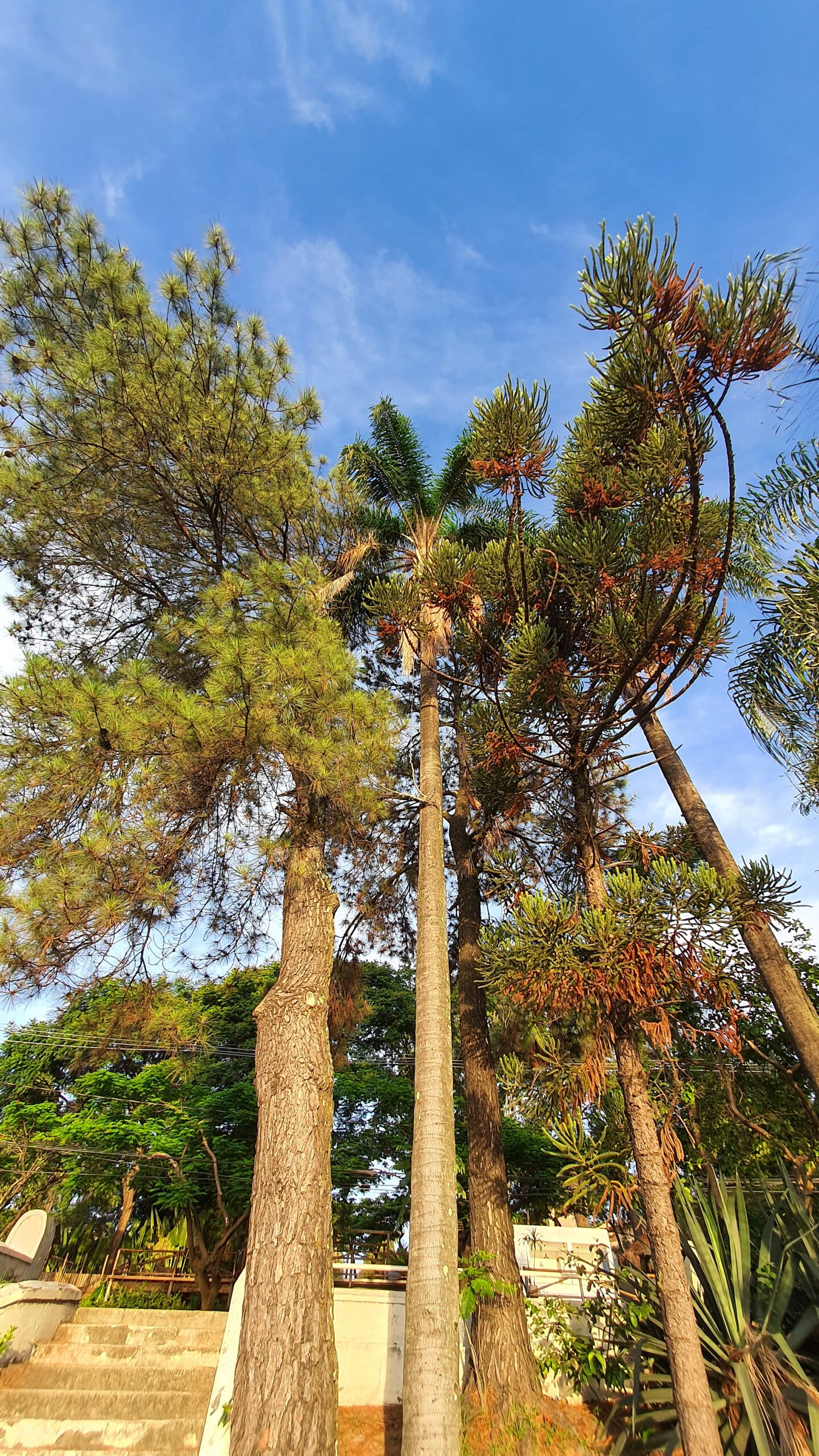 Araucaria angustifolia - pinheiro do paraná | Biologia da Paisagem