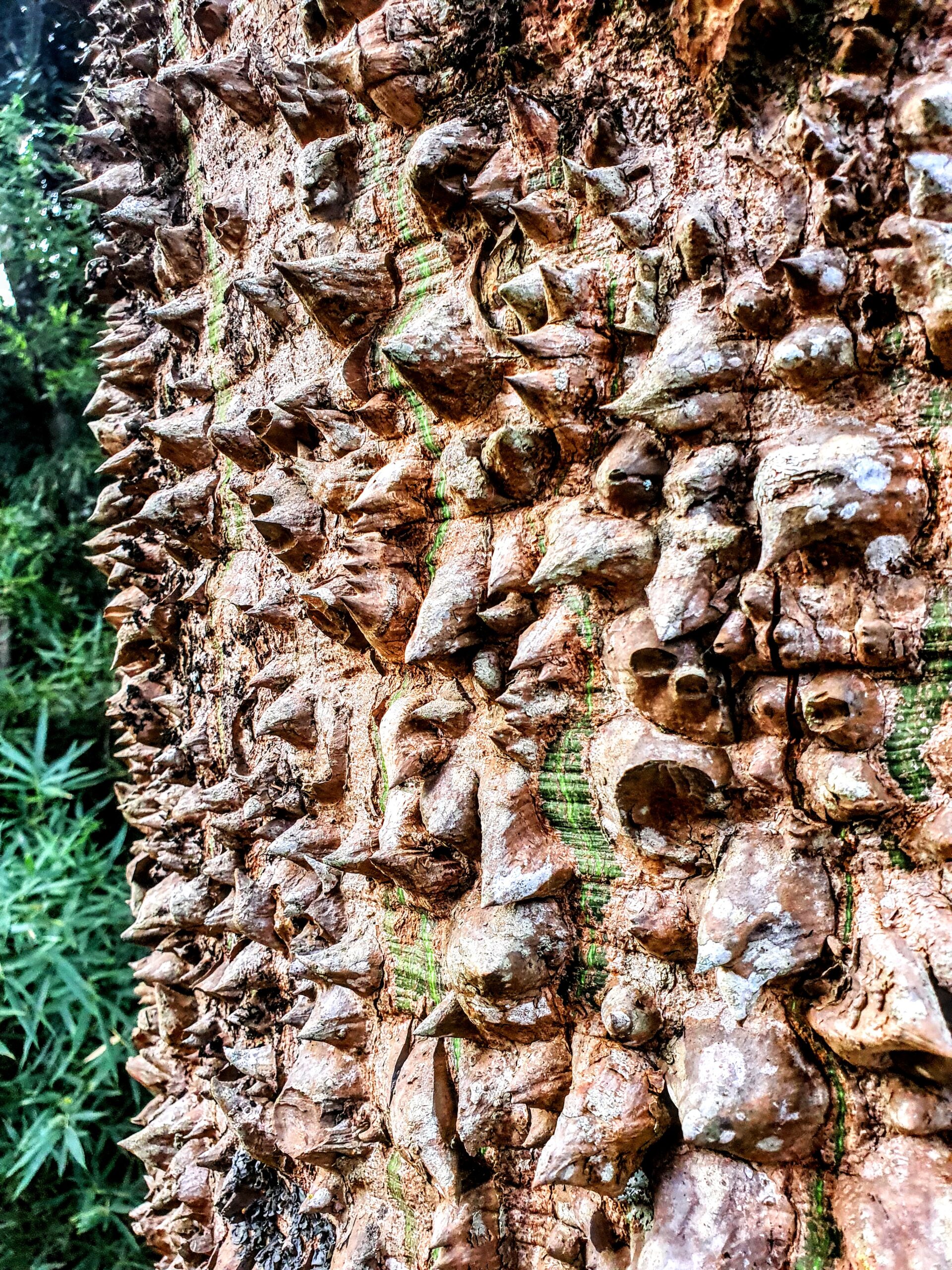 Ceiba speciosa - paineira rosa | Biologia da Paisagem