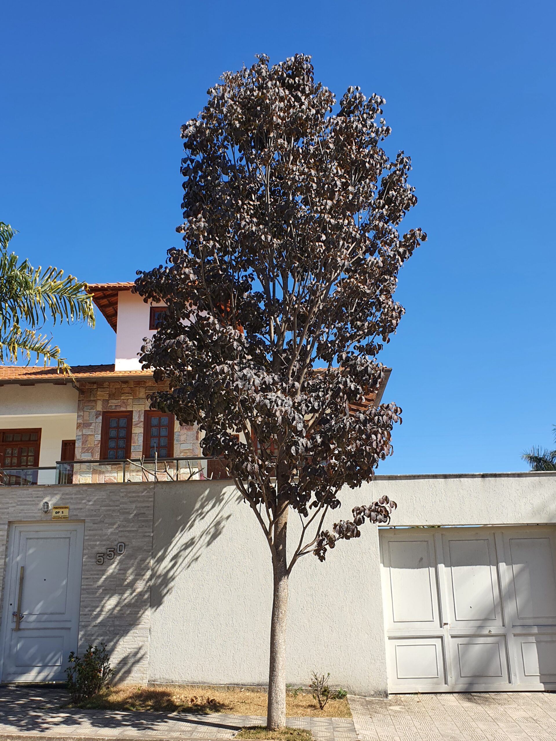 Handroanthus roseo-albus - Ipê branco | Biologia da Paisagem