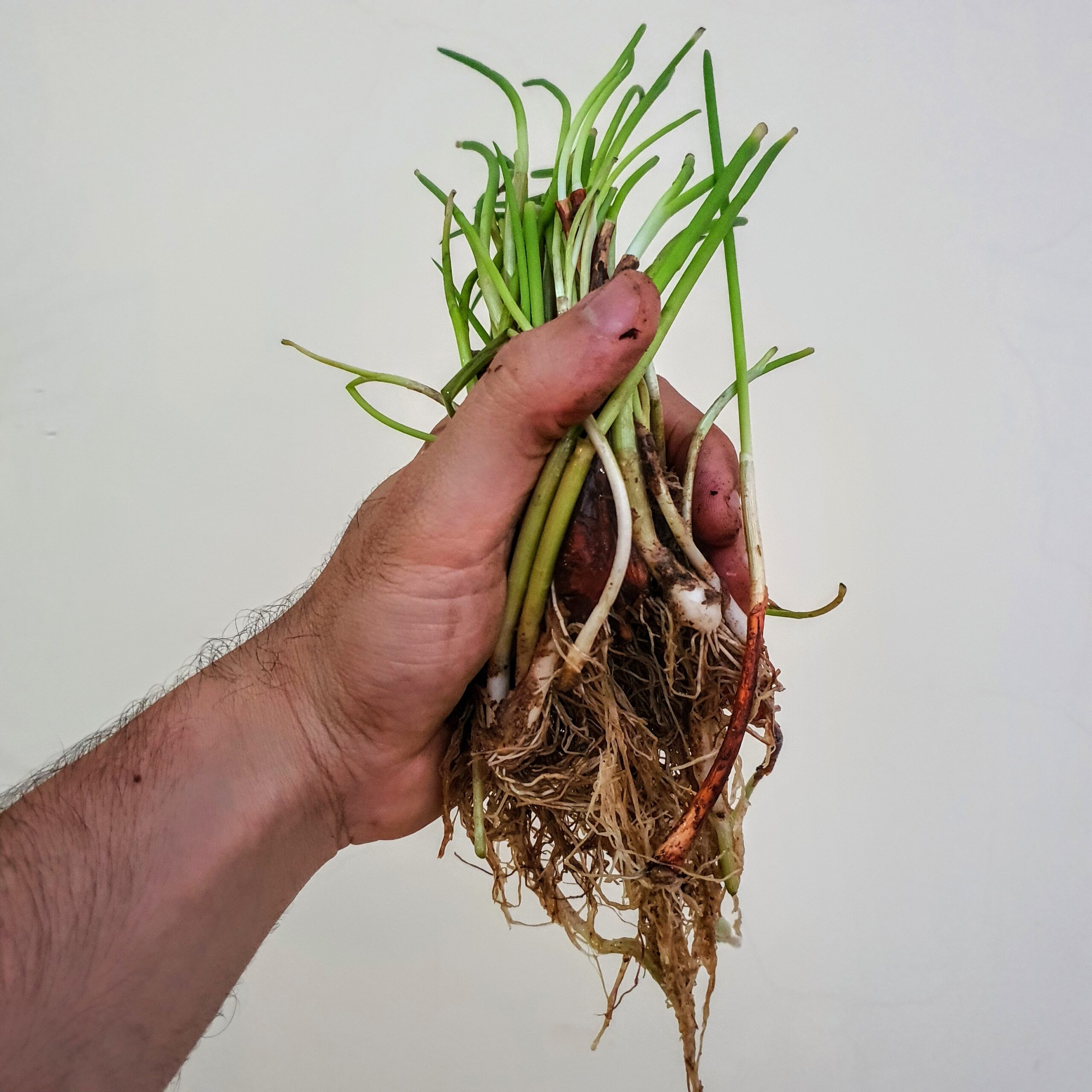 Allium fistulosum - cebolinha verde | Biologia da Paisagem