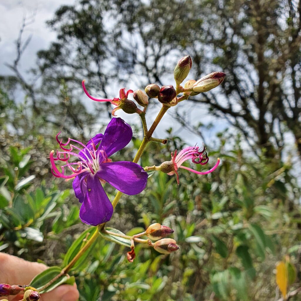 Pleroma martiusianum - quaresmeira arbustiva | Biologia da Paisagem