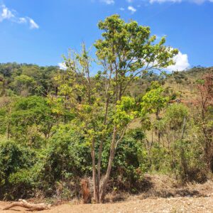 Senna macranthera - pau fava | Biologia da Paisagem