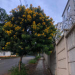 Senna macranthera - pau fava | Biologia da Paisagem
