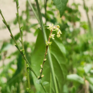 Petiveria alliacea - erva de guiné | Biologia da Paisagem