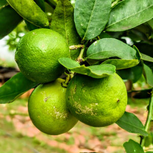 Citrus sp. - limoeiros | Biologia da Paisagem