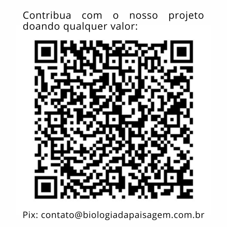 Senna macranthera - pau fava | Biologia da Paisagem